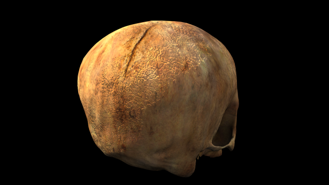 human skull 3D Model in Anatomy 3DExport
