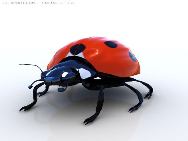 ladybird 3D Model in Insects 3DExport