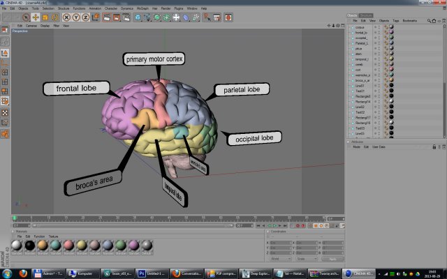 3d models educational brain with lobes regions parts names render ready ...