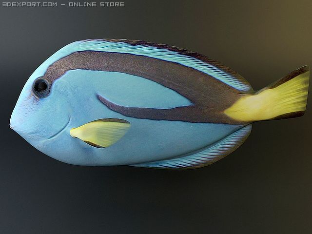 blue tang fish 3D Model in Fish 3DExport