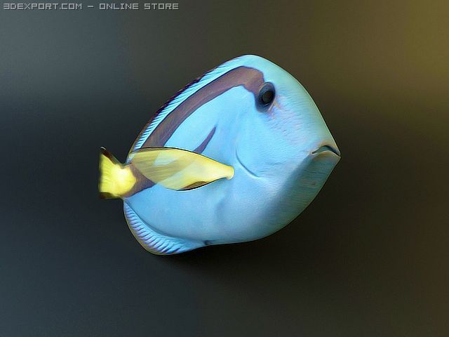 blue tang fish 3D Model in Fish 3DExport