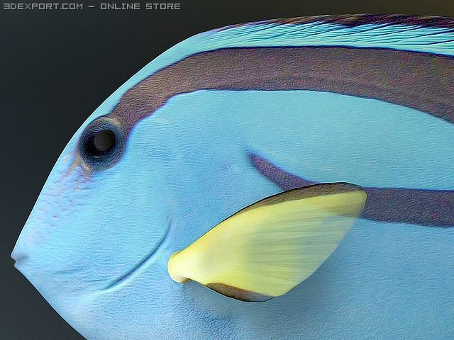 blue tang fish 3D Model in Fish 3DExport