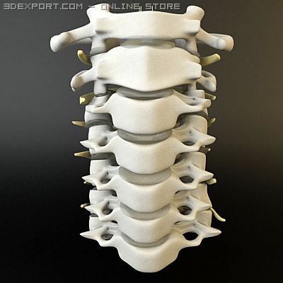 cervical spine human 3D Model in Anatomy 3DExport