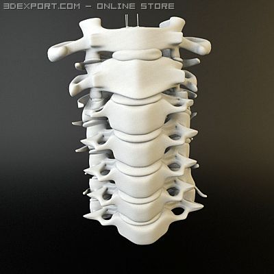 cervical spine human 3D Model in Anatomy 3DExport