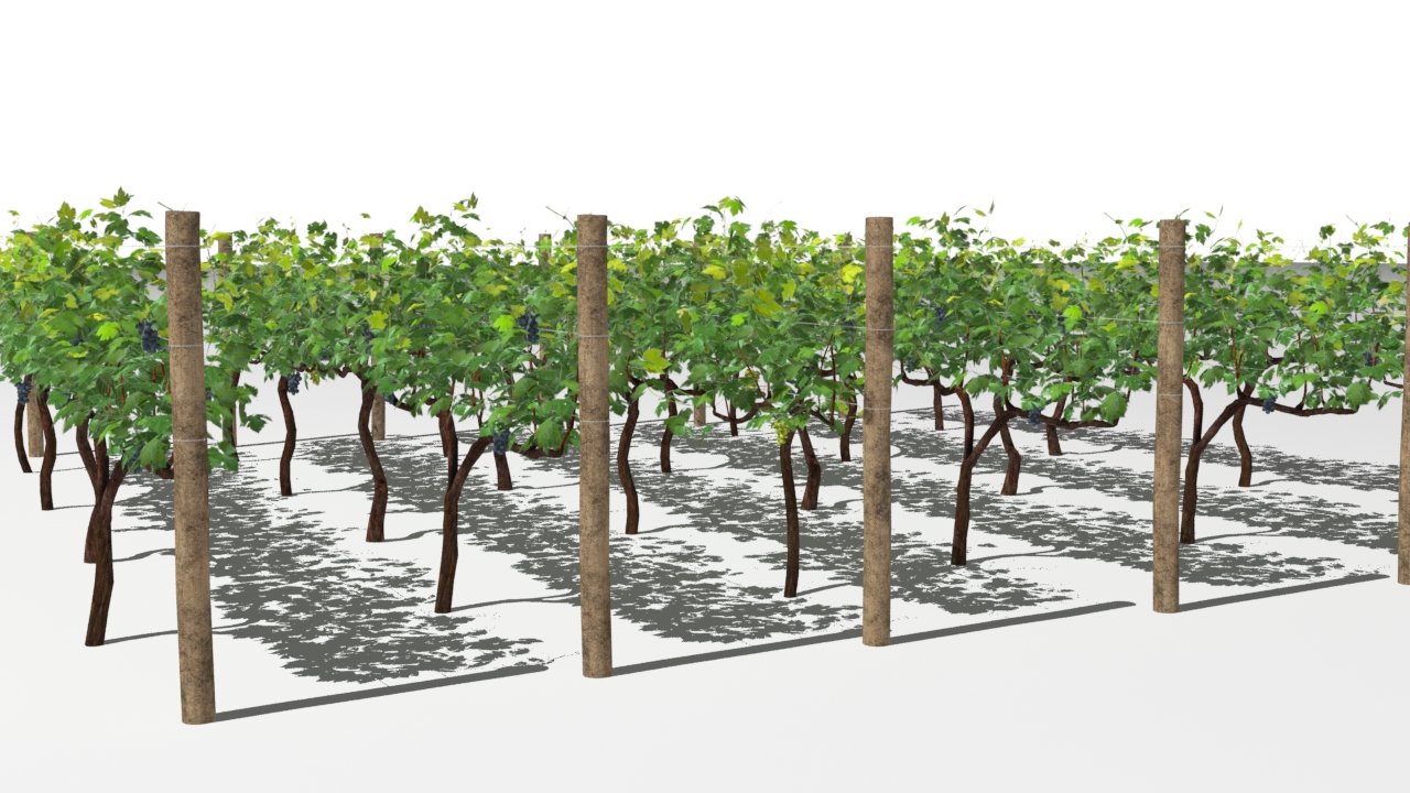vineyard 3D Models in Tree 3DExport
