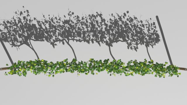vineyard 3D Model in Tree 3DExport