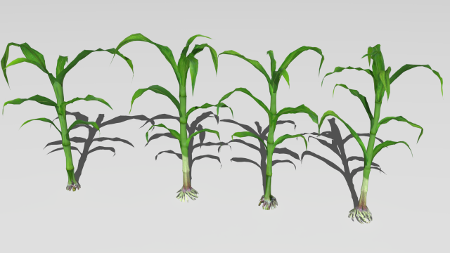 Corn field 3D Model in Small Plants 3DExport