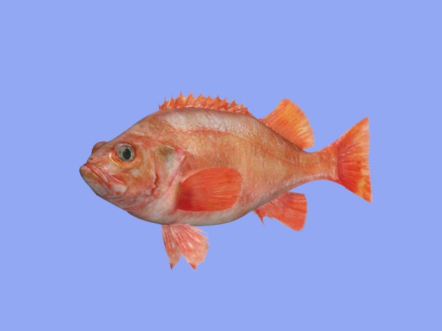 rose fish 3D Model in Fish 3DExport