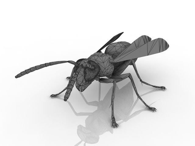 Wasp 3D Model in Insects 3DExport