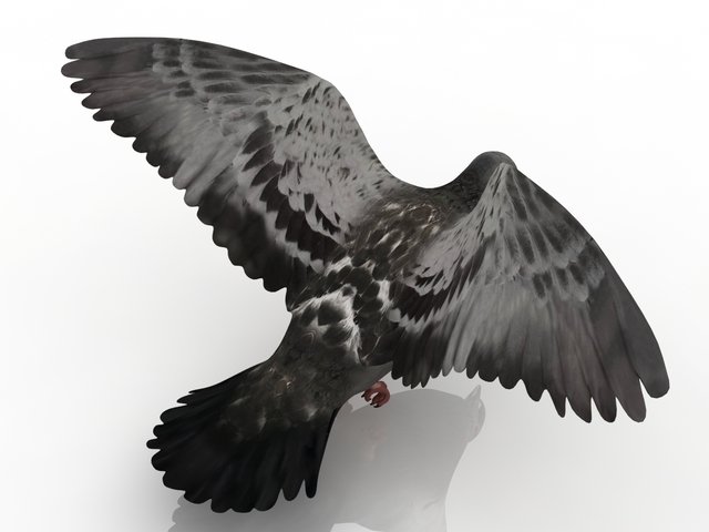 Dove 3D Model in Bird 3DExport