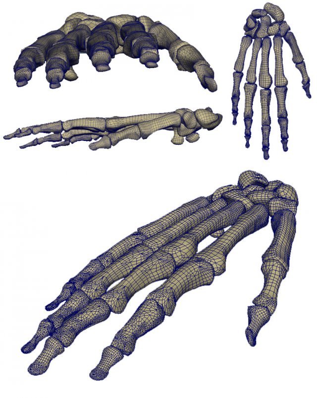 skeletal hand 3D Model in Anatomy 3DExport