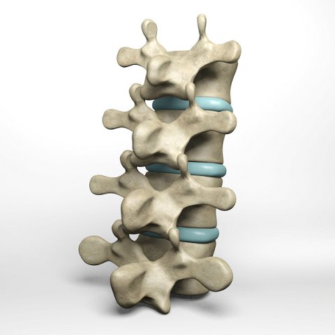 lumbar vertebrae 3D Model in Anatomy 3DExport