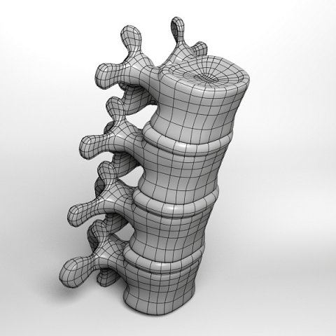 lumbar vertebrae 3D Model in Anatomy 3DExport