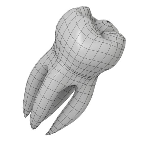 molar tooth 3D Model in Anatomy 3DExport
