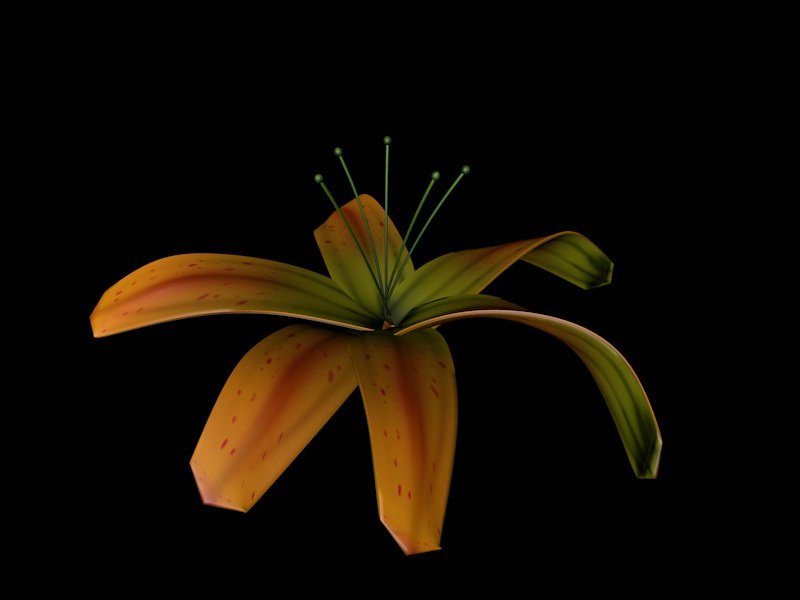 lily 3D Models in Small Plants 3DExport