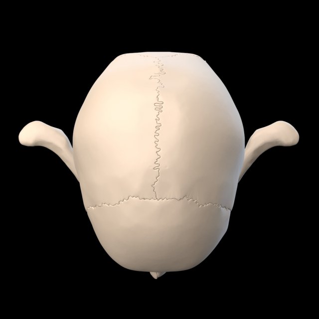 anatomically accurate human skull 3D Model in Anatomy 3DExport