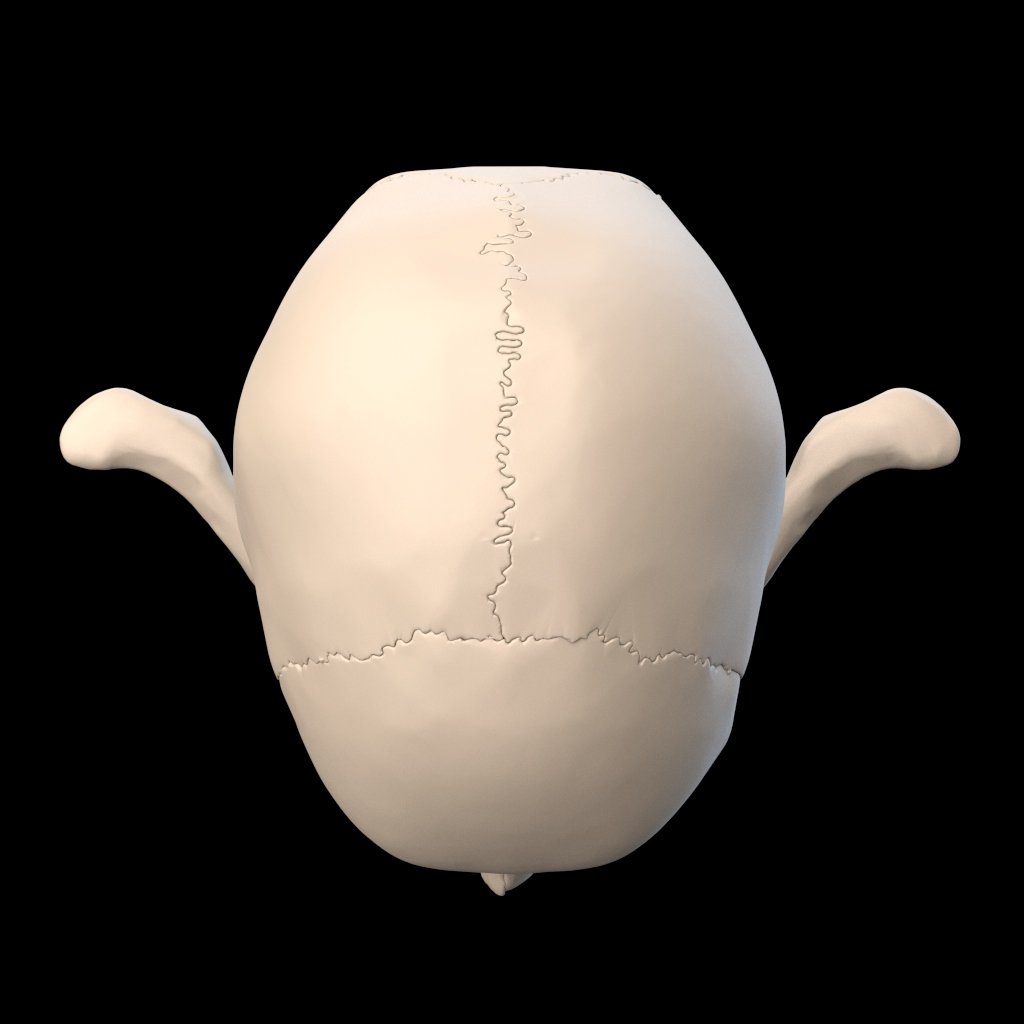Anatomically Accurate Human Skull 3D Model in Anatomy 3DExport