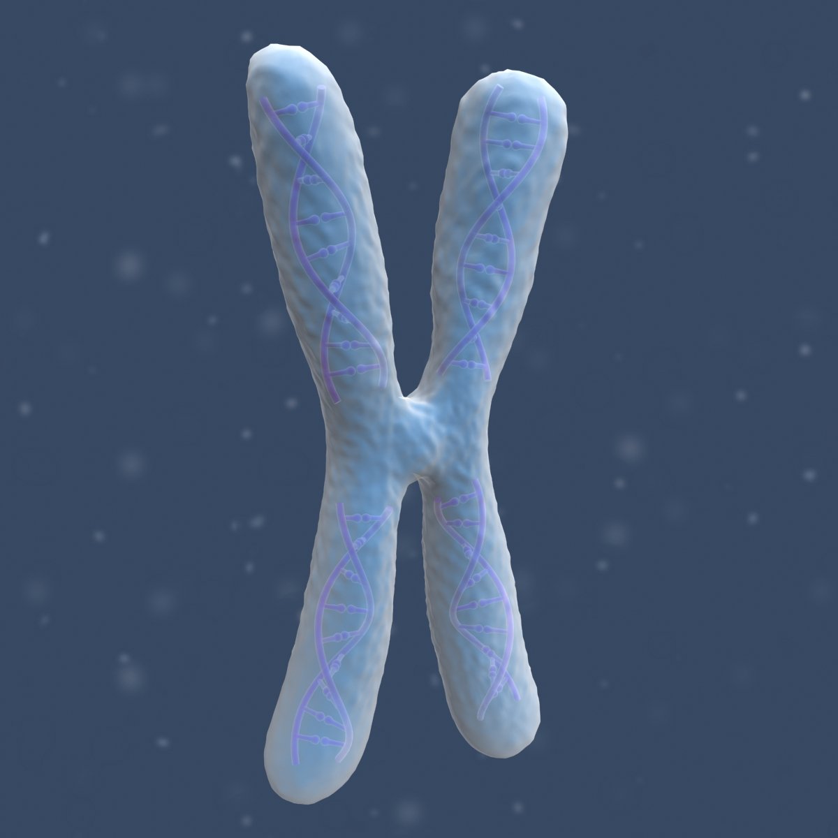 Chromosome 3D Model in Anatomy 3DExport