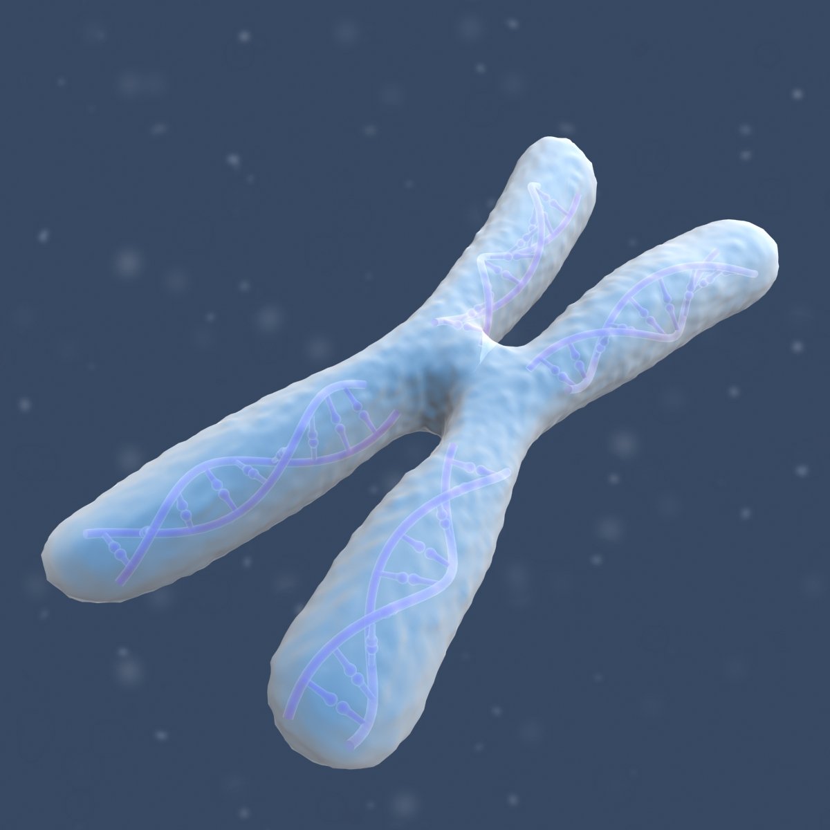 Chromosome 3D Model in Anatomy 3DExport