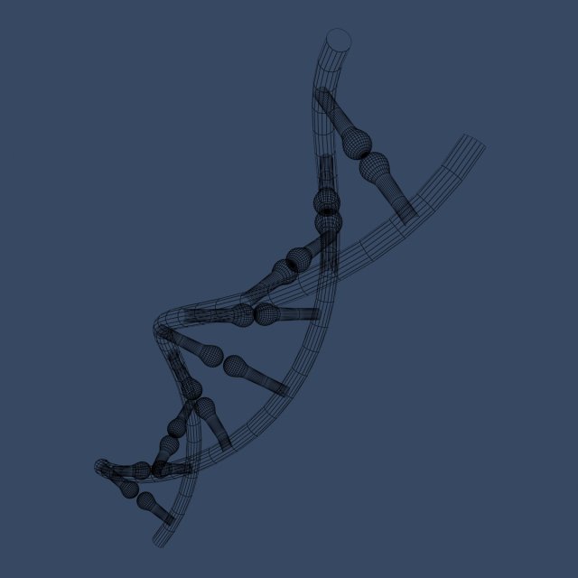 dna 3D Model in Anatomy 3DExport