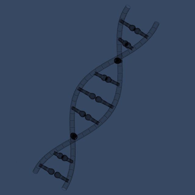 dna 3D Model in Anatomy 3DExport