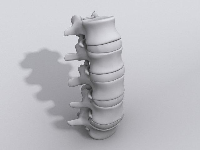 lumbar vertebrae and spinal cord 3D Model in Anatomy 3DExport