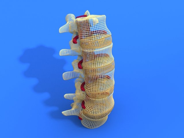 lumbar vertebrae and spinal cord 3D Model in Anatomy 3DExport
