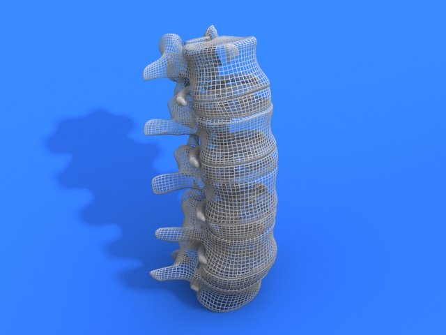 lumbar vertebrae and spinal cord 3D Model in Anatomy 3DExport