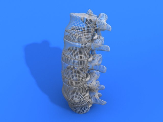 lumbar vertebrae and spinal cord 3D Model in Anatomy 3DExport