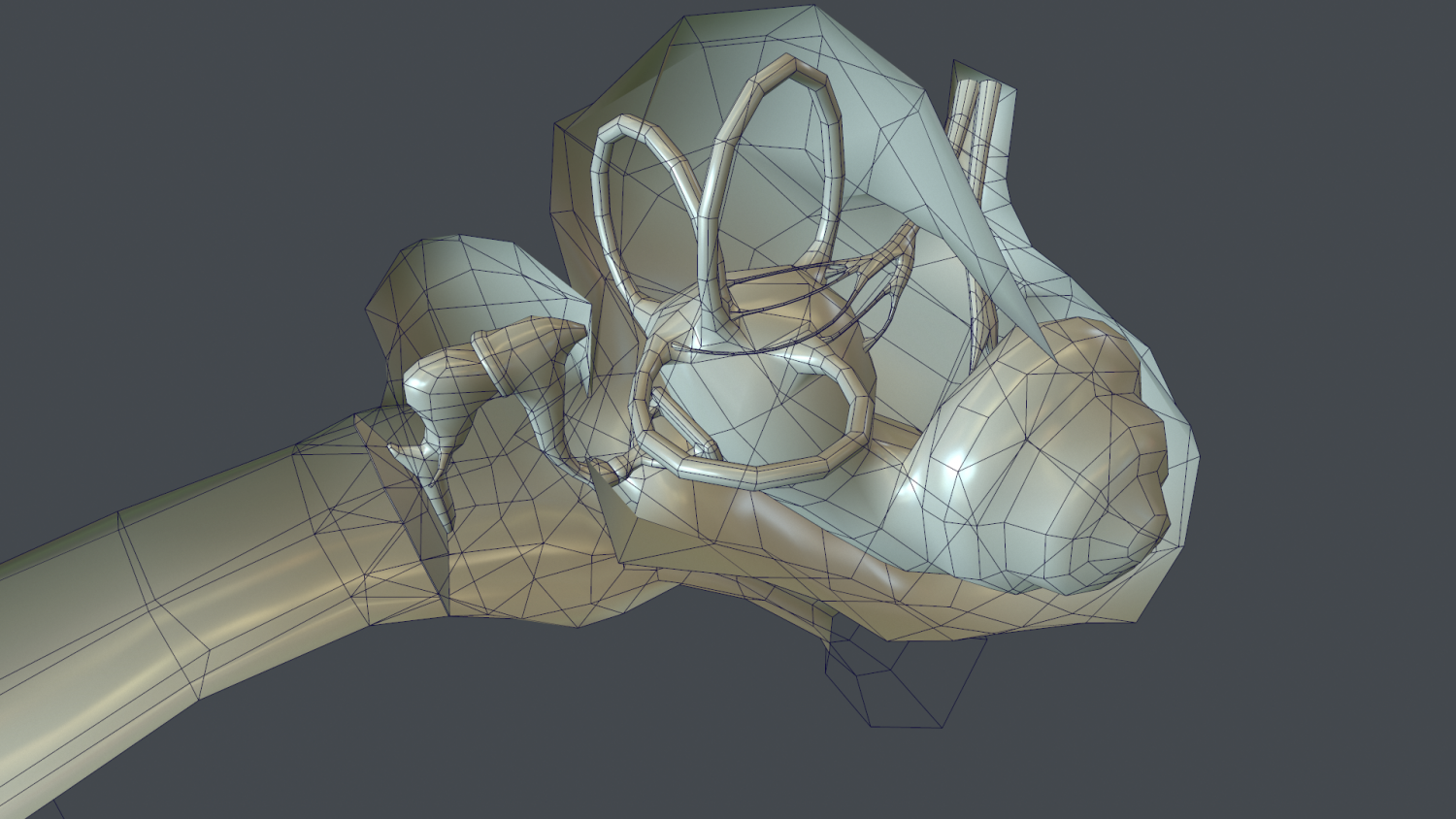 Ear Anatomy 3D Model in Anatomy 3DExport