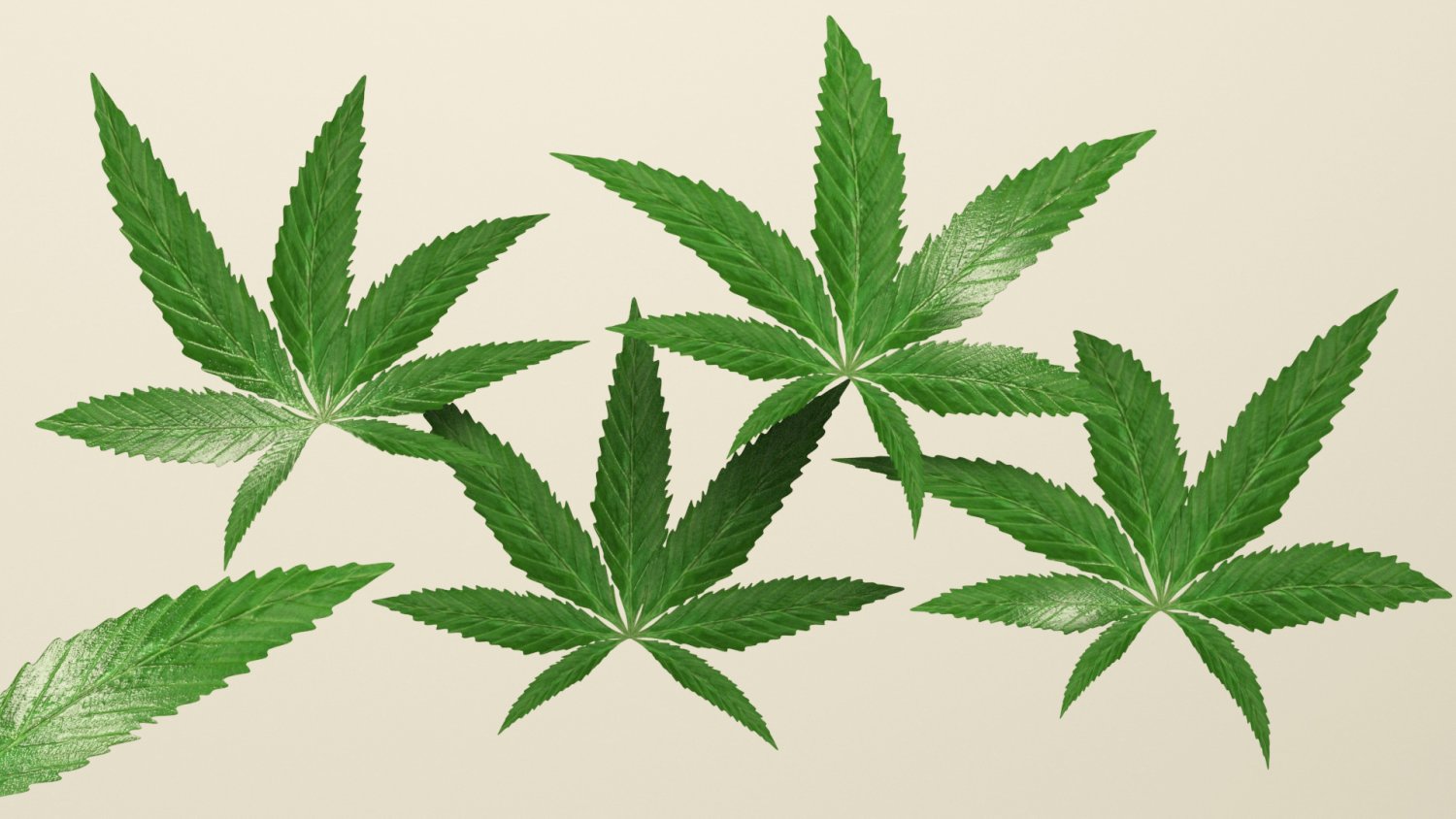 Weed Leafs 3D Model in Small Plants 3DExport