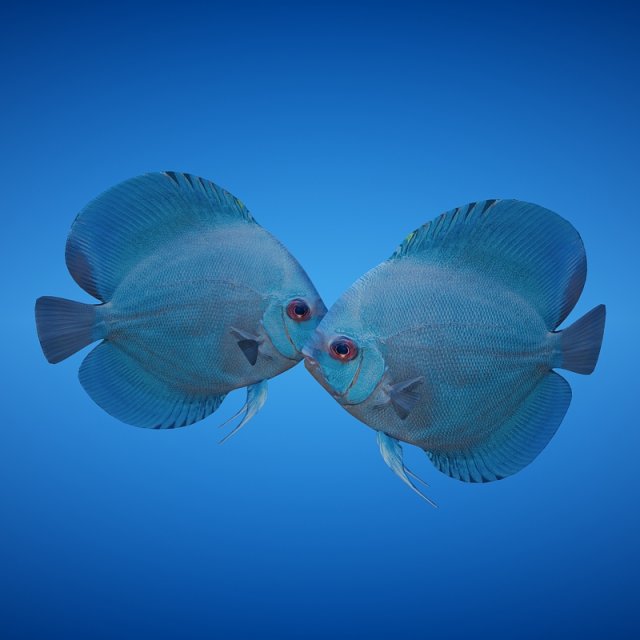 blue discus fish 3D Model in Fish 3DExport