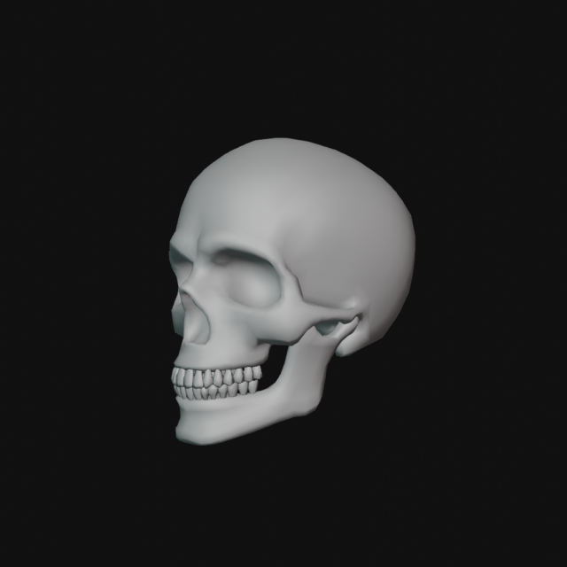 human skull 3D Model in Anatomy 3DExport