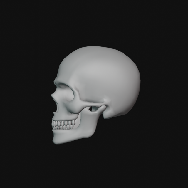 human skull 3D Model in Anatomy 3DExport