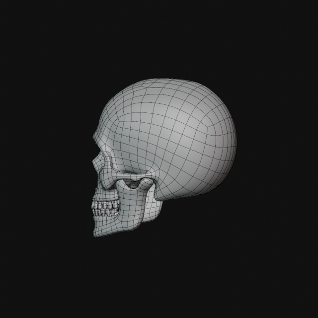 human skull 3D Model in Anatomy 3DExport