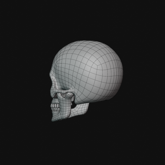 human skull 3D Model in Anatomy 3DExport