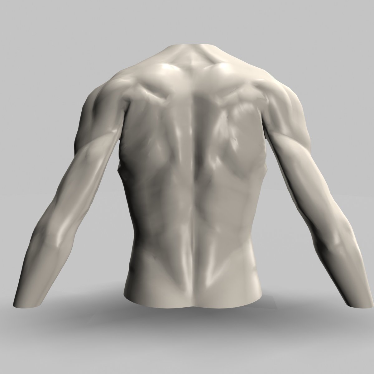 Male torso22011 3D Model in Anatomy 3DExport