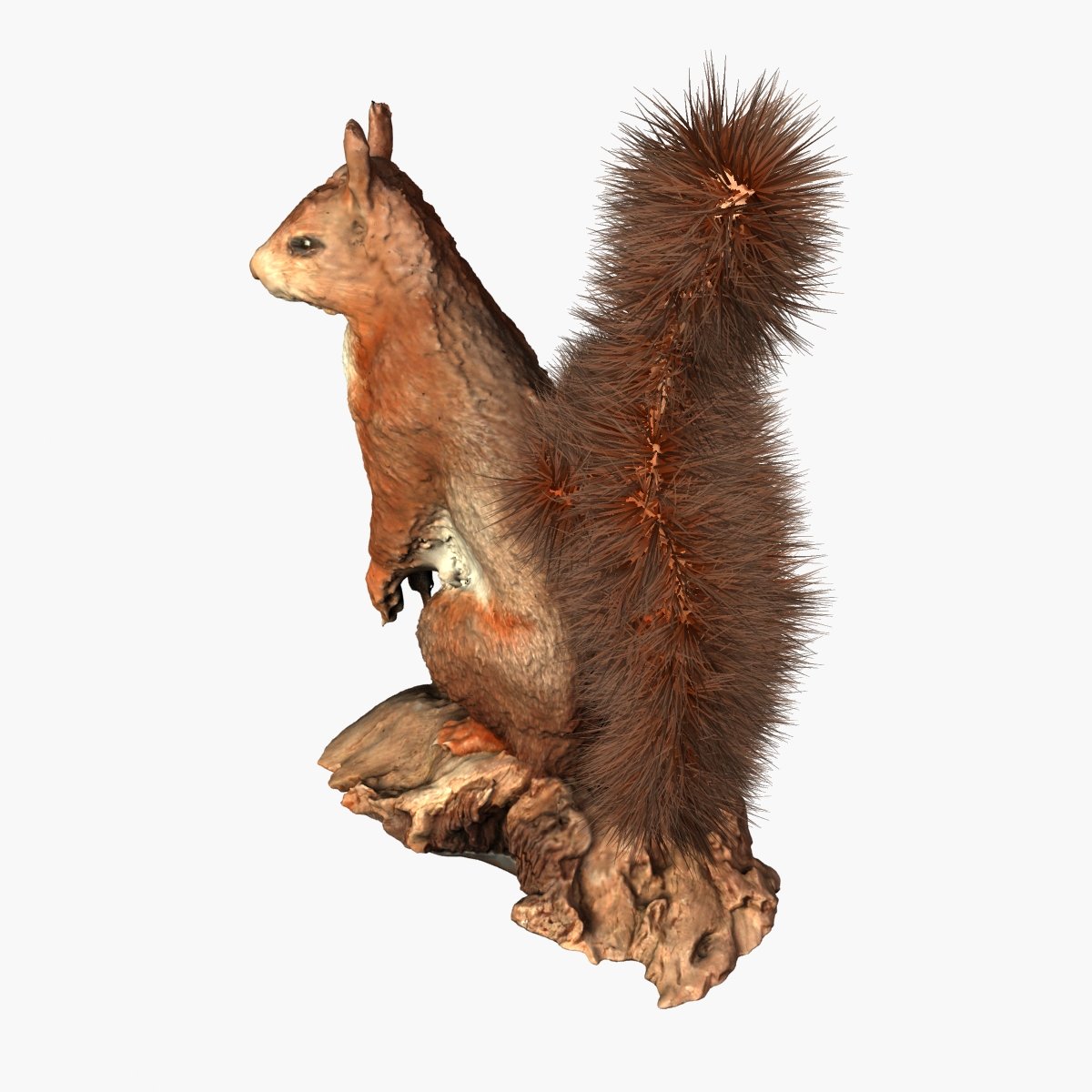 squirrel 3D Models in Bird 3DExport