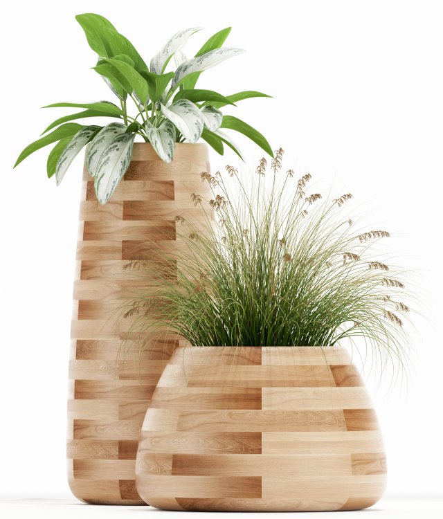 Plants collection 129 indigenus tuber Model 3D in Tanaman Kecil 3DExport