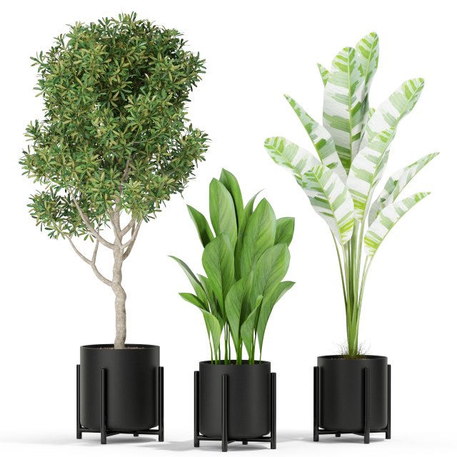 Plants collection 420 3D Model in Small Plants 3DExport