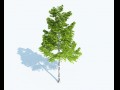 high detailed realistic tree 3D Models in Tree 3DExport
