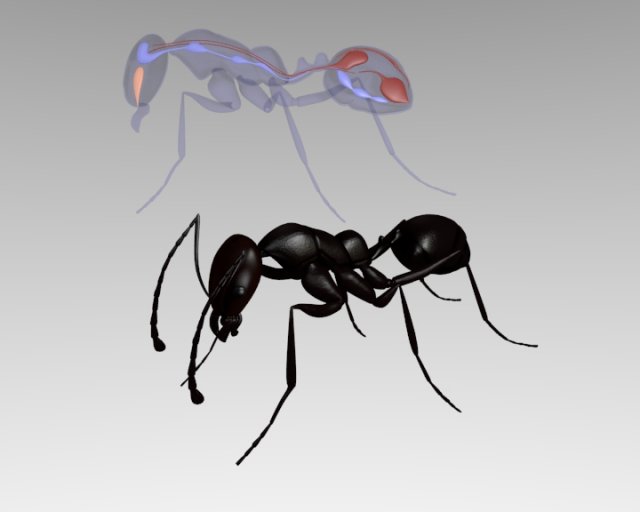ant anatomy 3D Model in Anatomy 3DExport