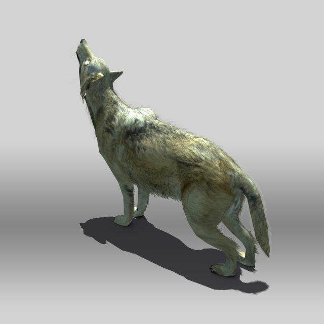 timber wolf 3D Model in Dog 3DExport
