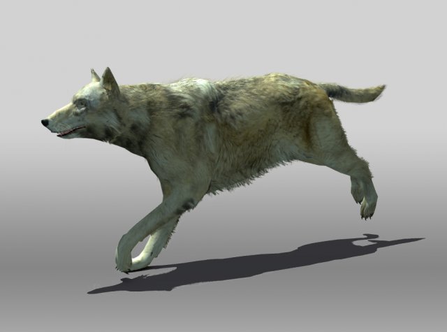 timber wolf 3D Model in Dog 3DExport