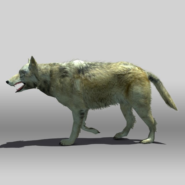 timber wolf 3D Model in Dog 3DExport