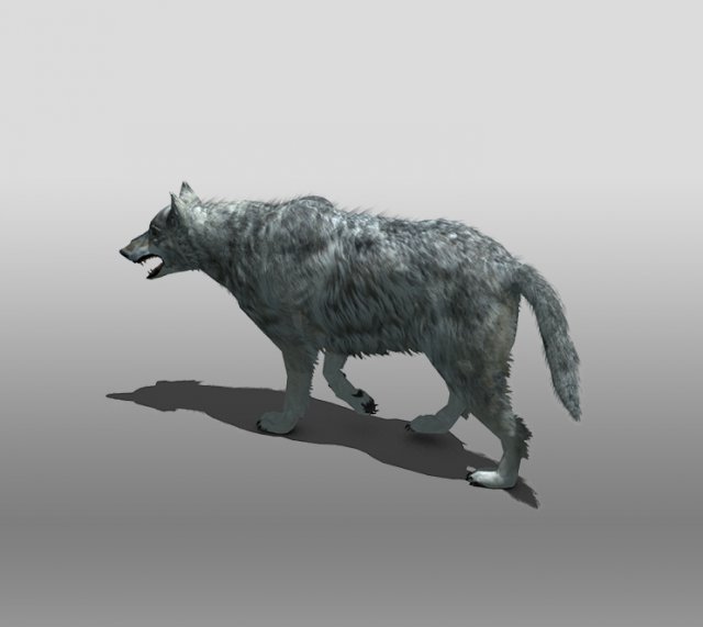 grey wolf 3D Model in Dog 3DExport