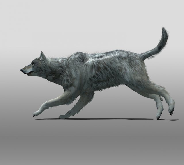 grey wolf 3D Model in Dog 3DExport