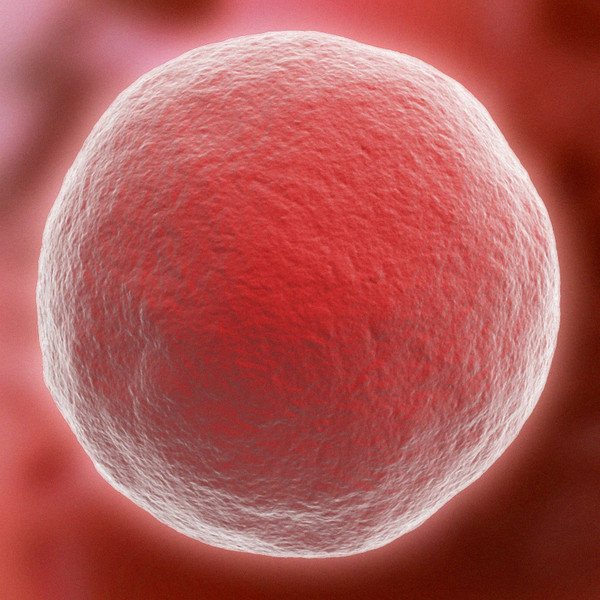 Ovum 3D Model in Real Spacecraft 3DExport