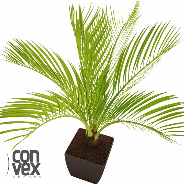 potted plant14 3D Model in Small Plants 3DExport