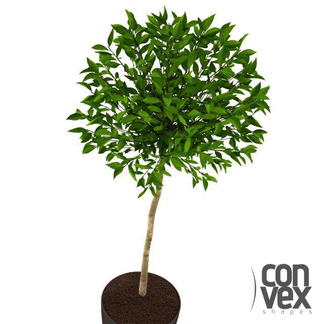 potted plant17 3D Model in Small Plants 3DExport
